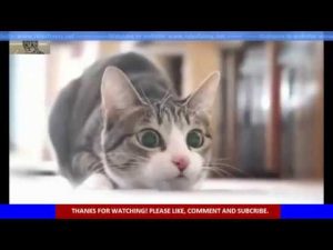 Smiling cat with human teeth Funny cat video | バズナビ